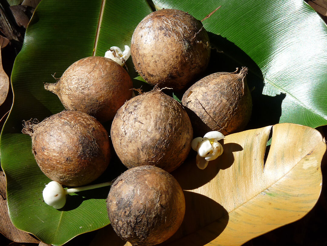 Tamanu Oil for Skin, What It Is and How to Use
